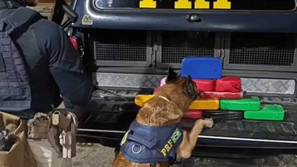 Com Auxílio De Cães Farejadores Prf Apreendeu 15 Quilos De Cocaína Em
